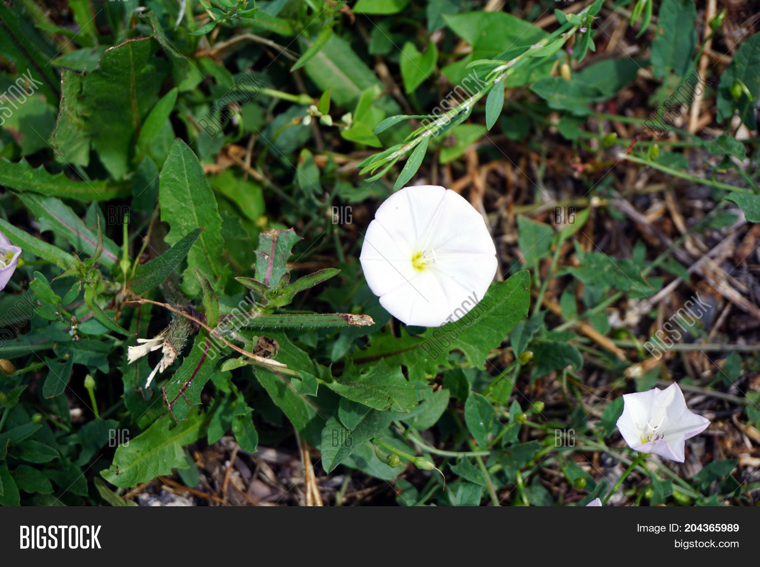 Common Bindweed ( Image & Photo (Free Trial) | Bigstock