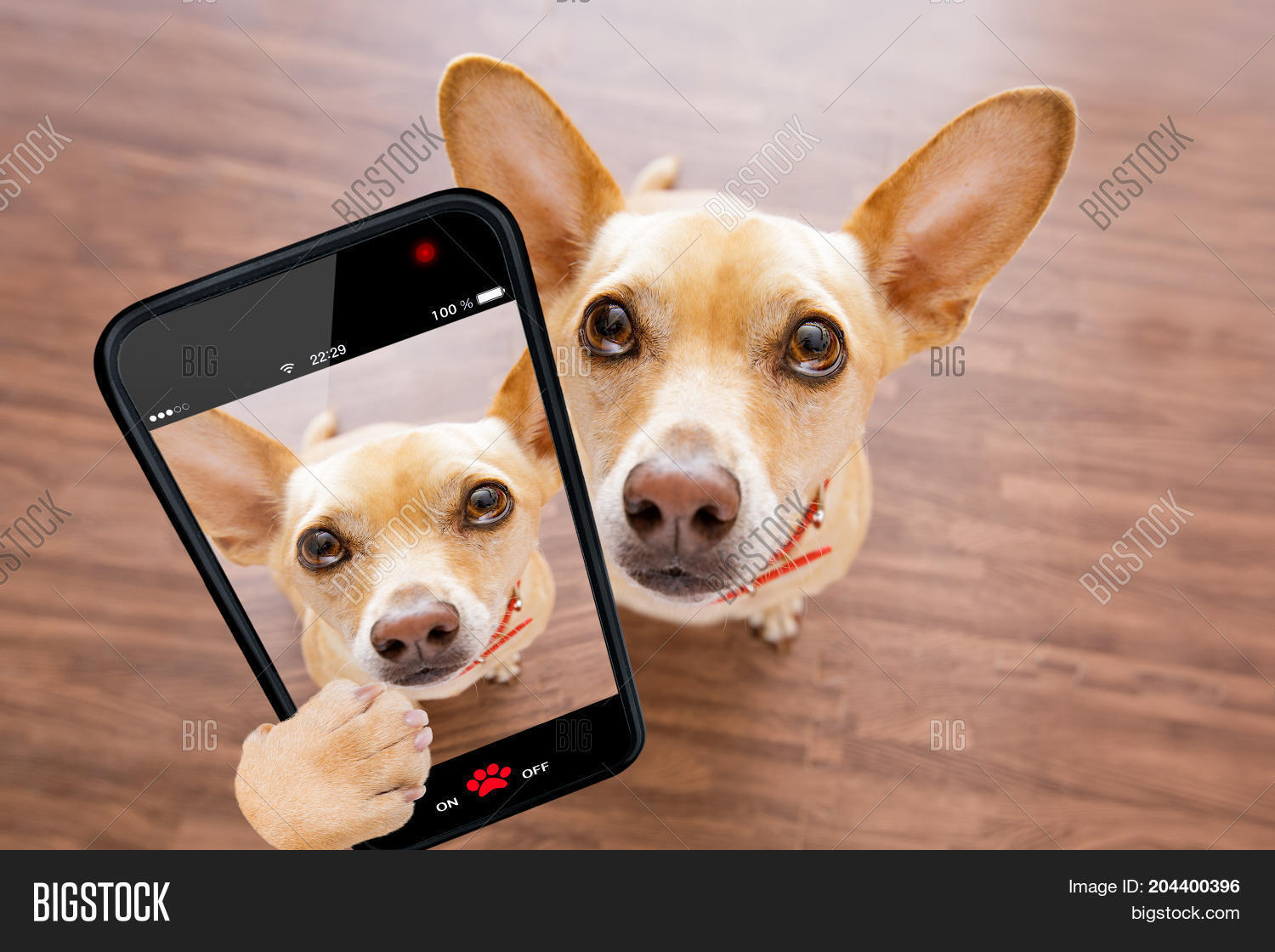 Close Curious Dog Image & Photo (Free Trial) | Bigstock