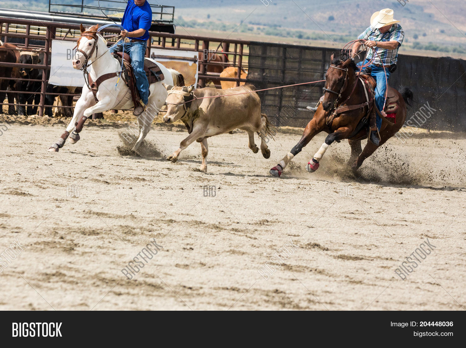 Team Roping Heading Image & Photo (Free Trial) | Bigstock