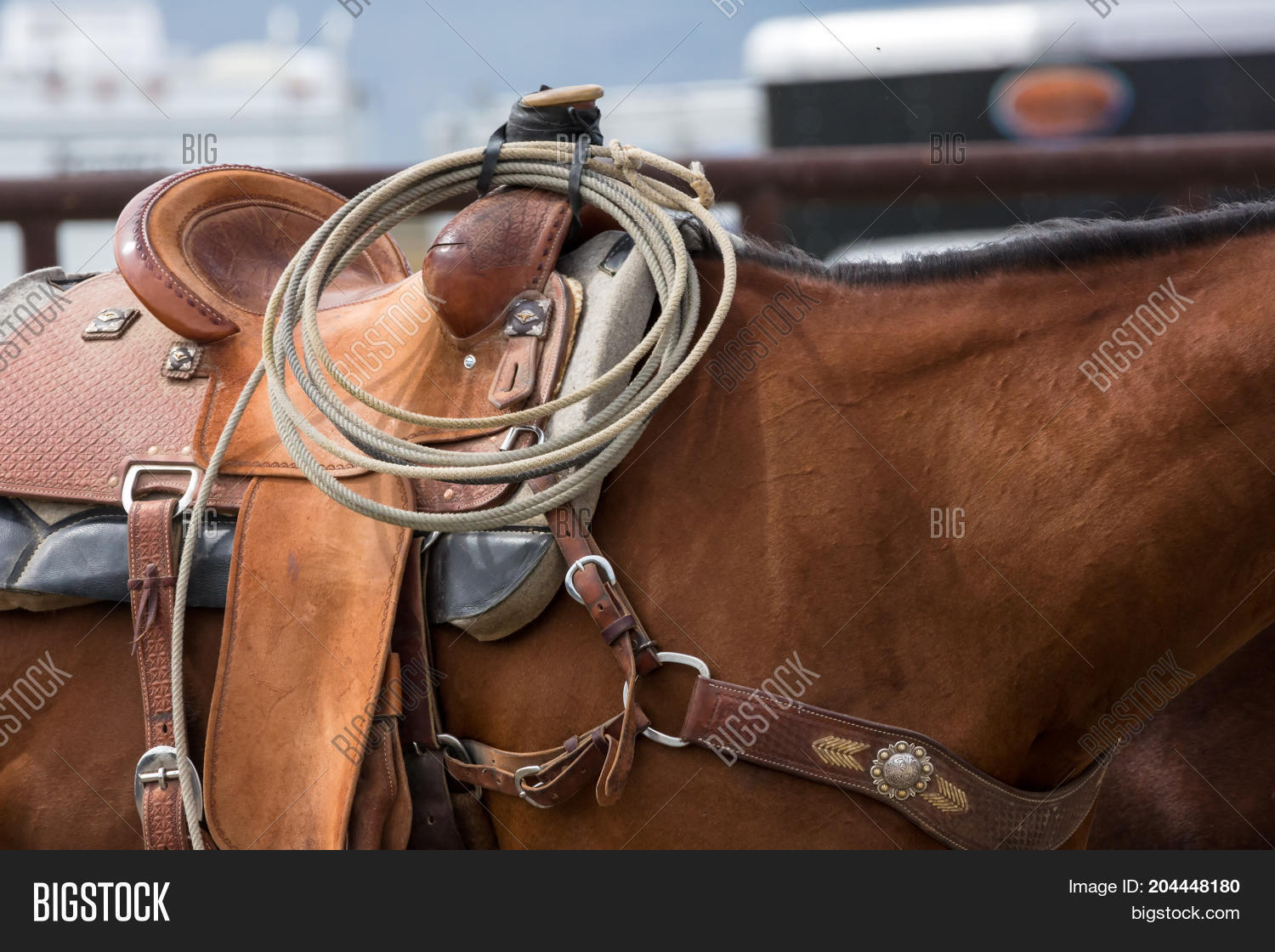Roping Horse Details Image & Photo (Free Trial) | Bigstock