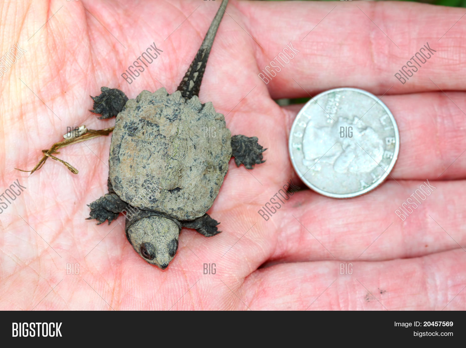 Tiny Snapping Turtle Image & Photo (Free Trial) | Bigstock