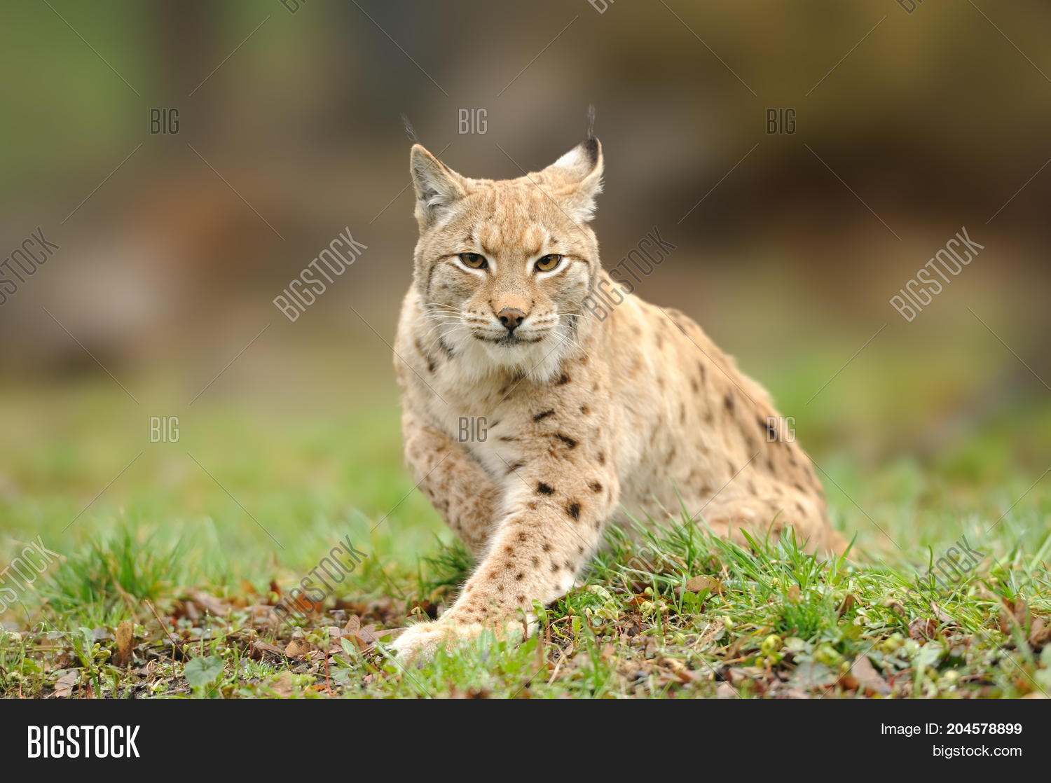 Lynx, Eurasian Wild Image & Photo (Free Trial) | Bigstock
