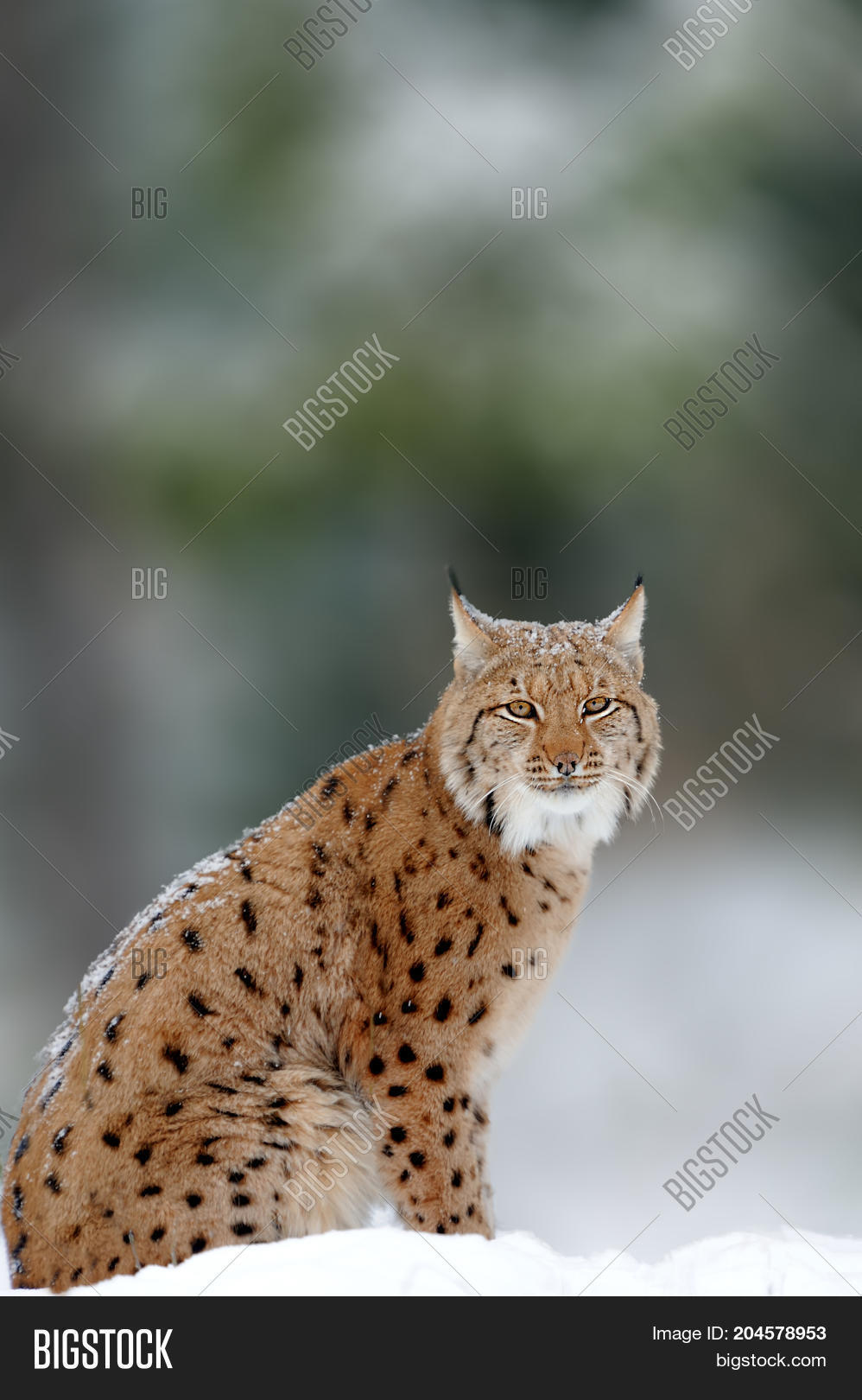 Lynx, Eurasian Wild Image & Photo (Free Trial) | Bigstock