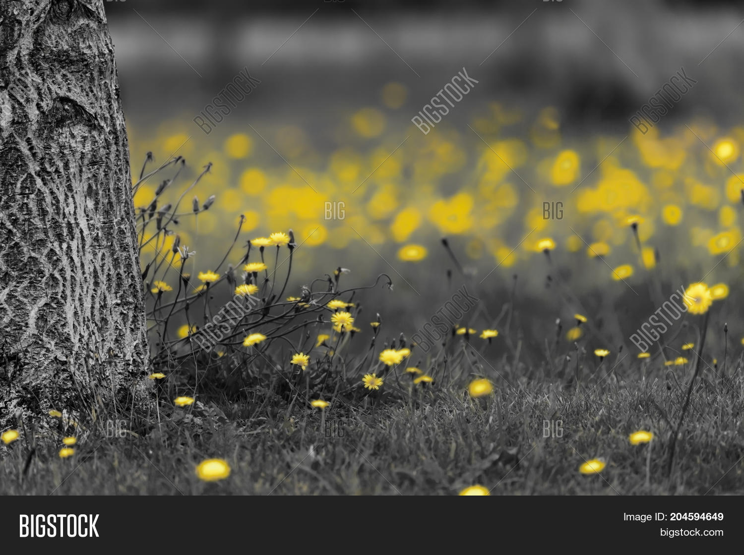 Black And White Photography With Yellow Color Splash