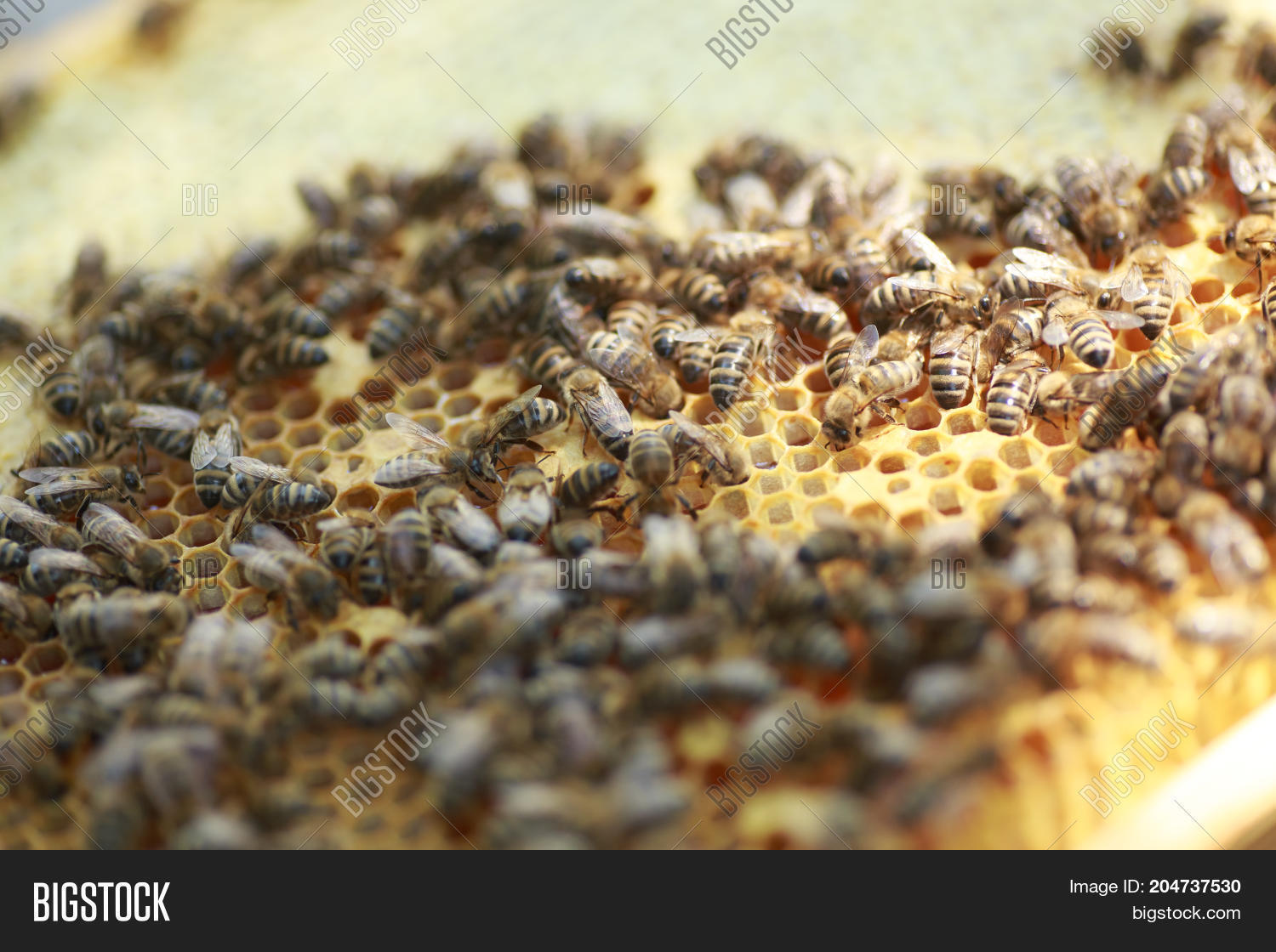 Honeycomb Frame Set By Image & Photo (Free Trial) | Bigstock