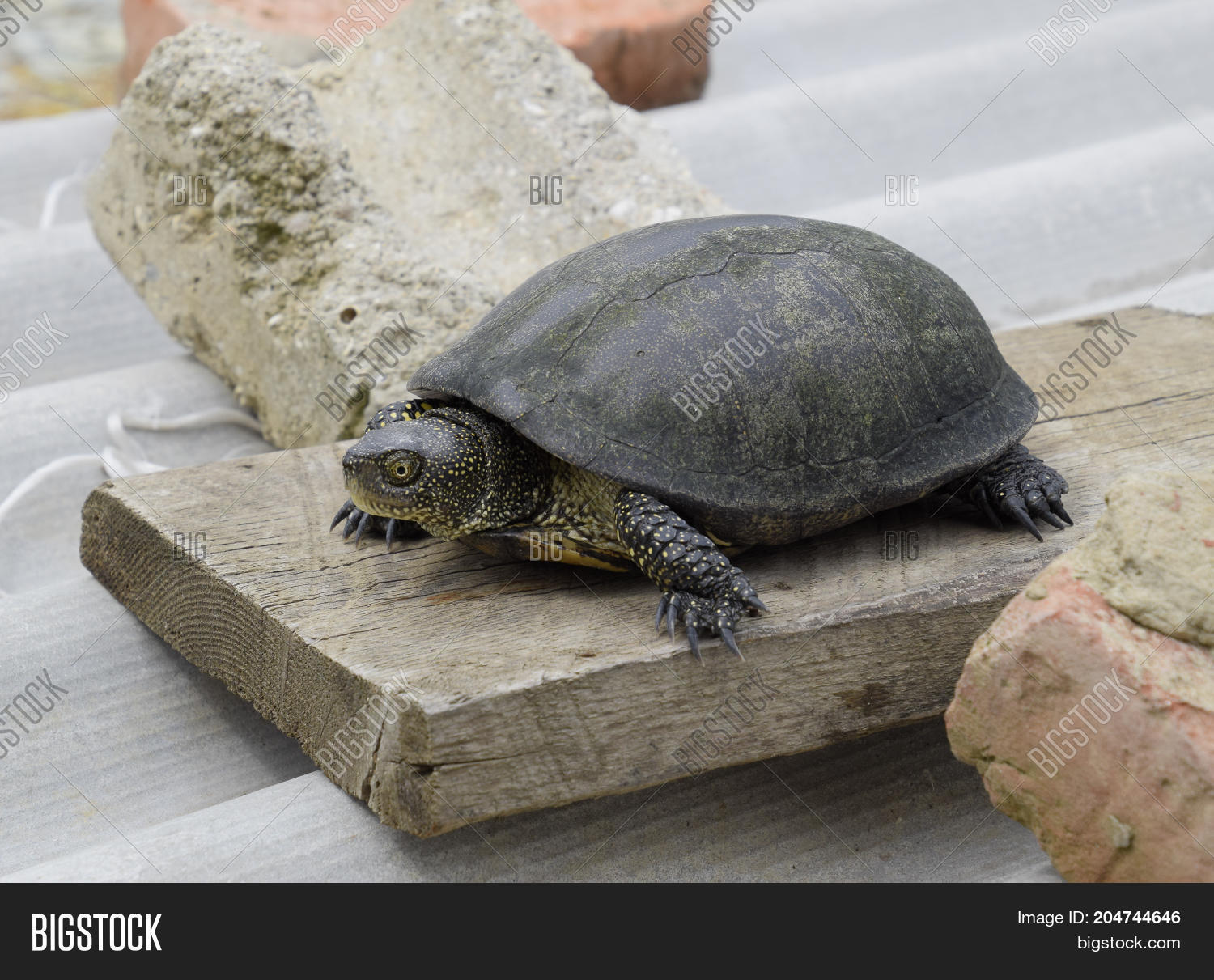 Ordinary River Image & Photo (Free Trial) | Bigstock