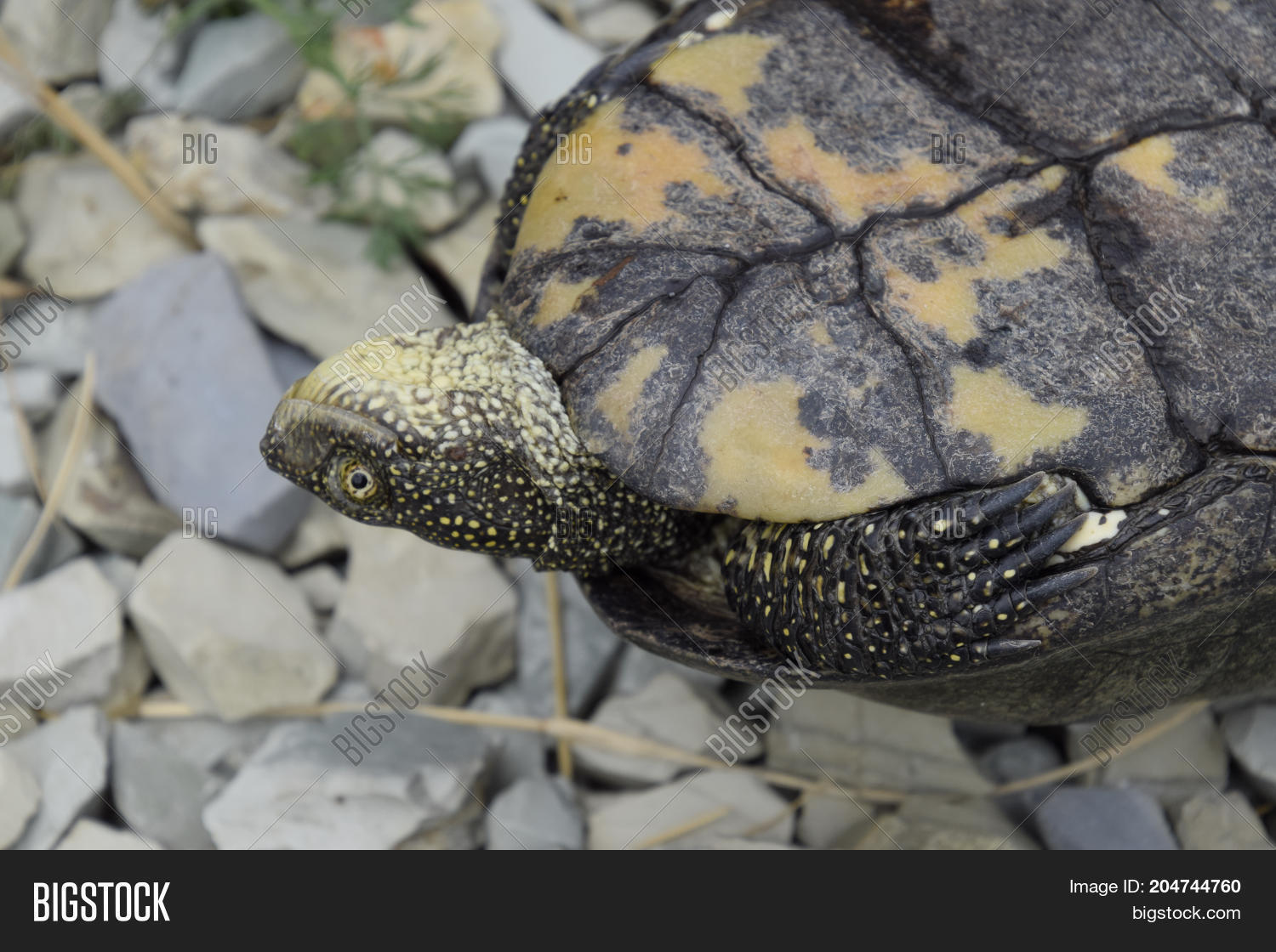 Tortoise Lies Upside Image & Photo (Free Trial) | Bigstock