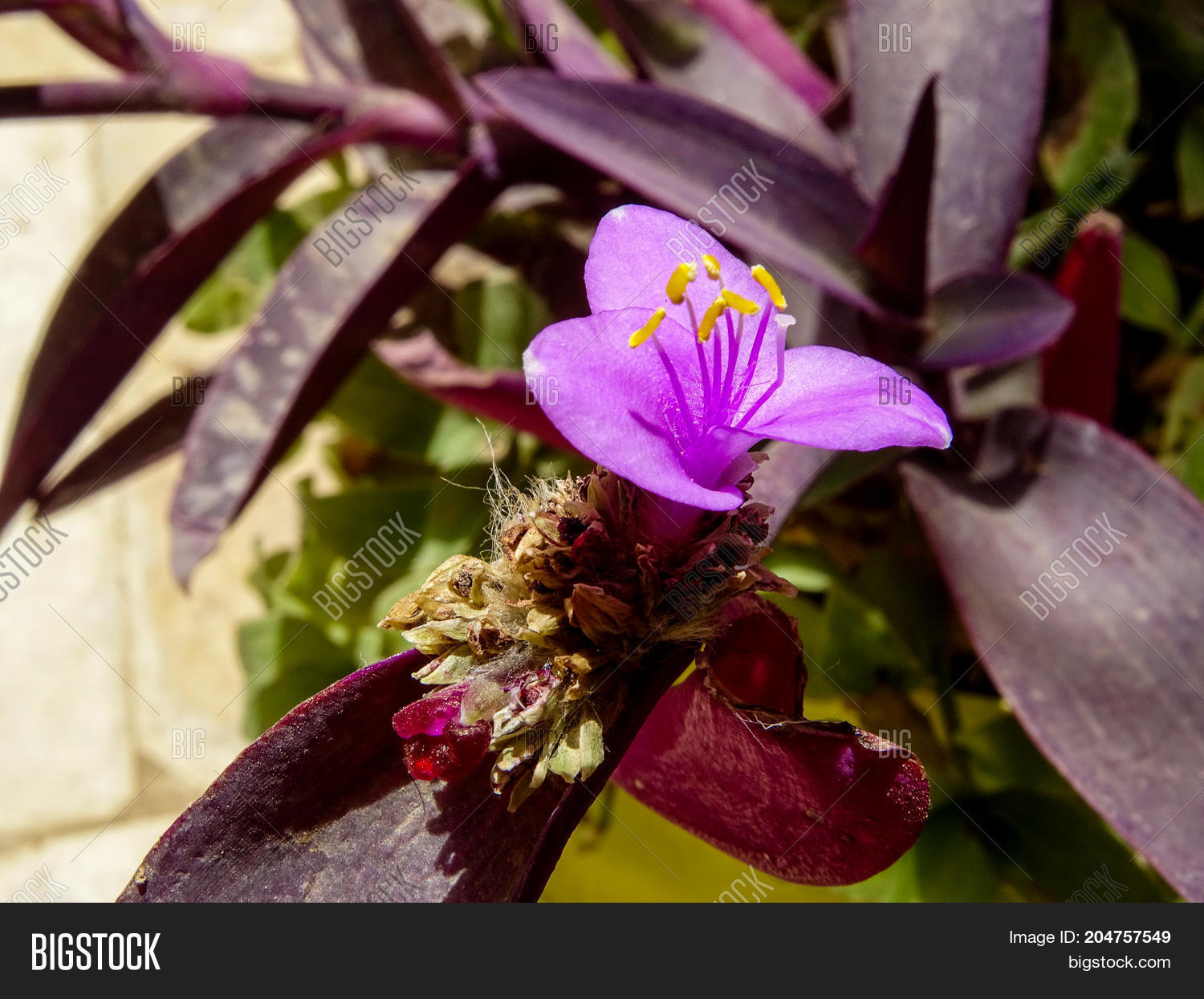 Small Purple Flower With Three Petals | Best Flower Site