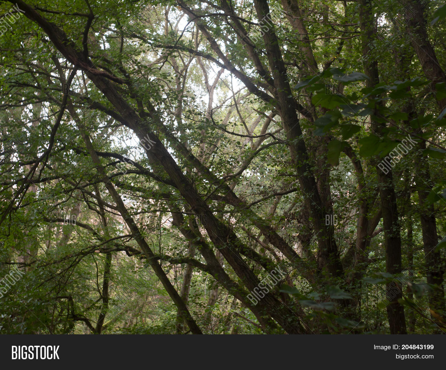 Inside Forest Tree Image & Photo (Free Trial) | Bigstock