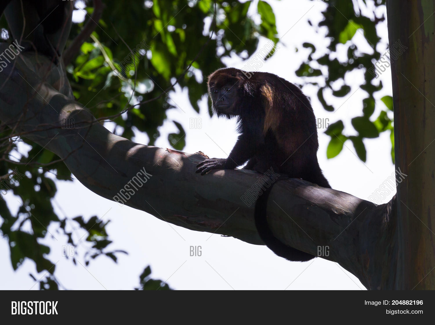 Howler Monkey On Tree Image & Photo (Free Trial) | Bigstock