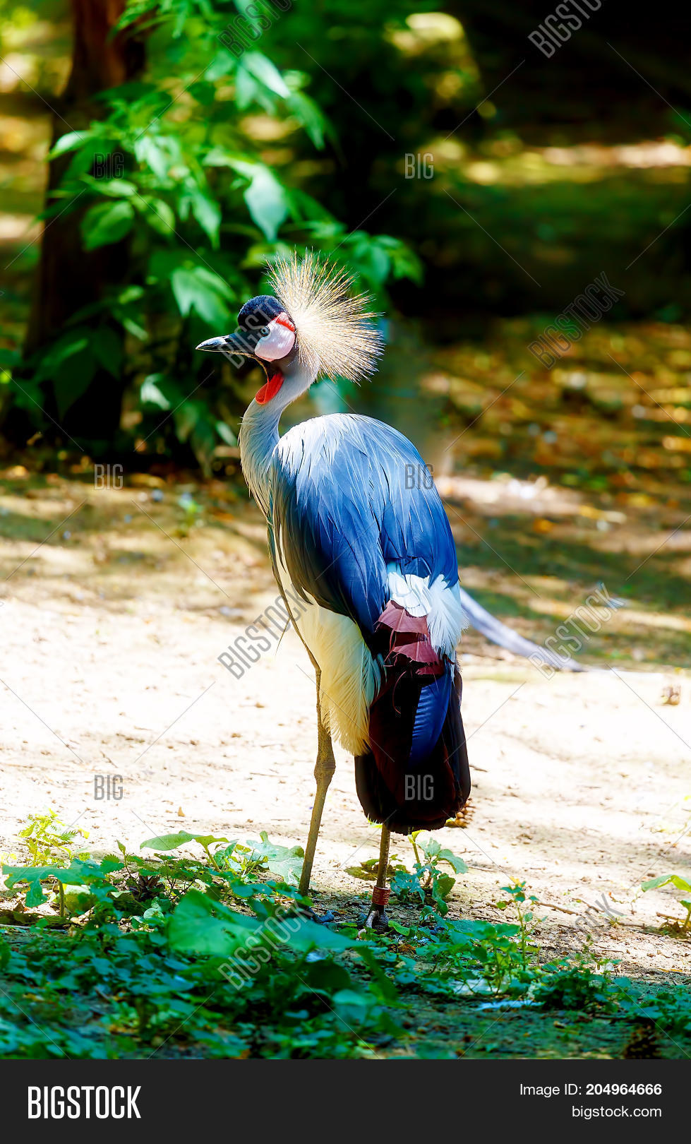 Beautful Bird. Blur Image & Photo (Free Trial) | Bigstock