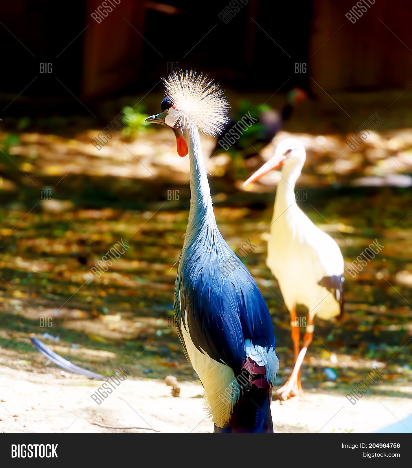 Beautful Bird. Blur Image & Photo (Free Trial) | Bigstock