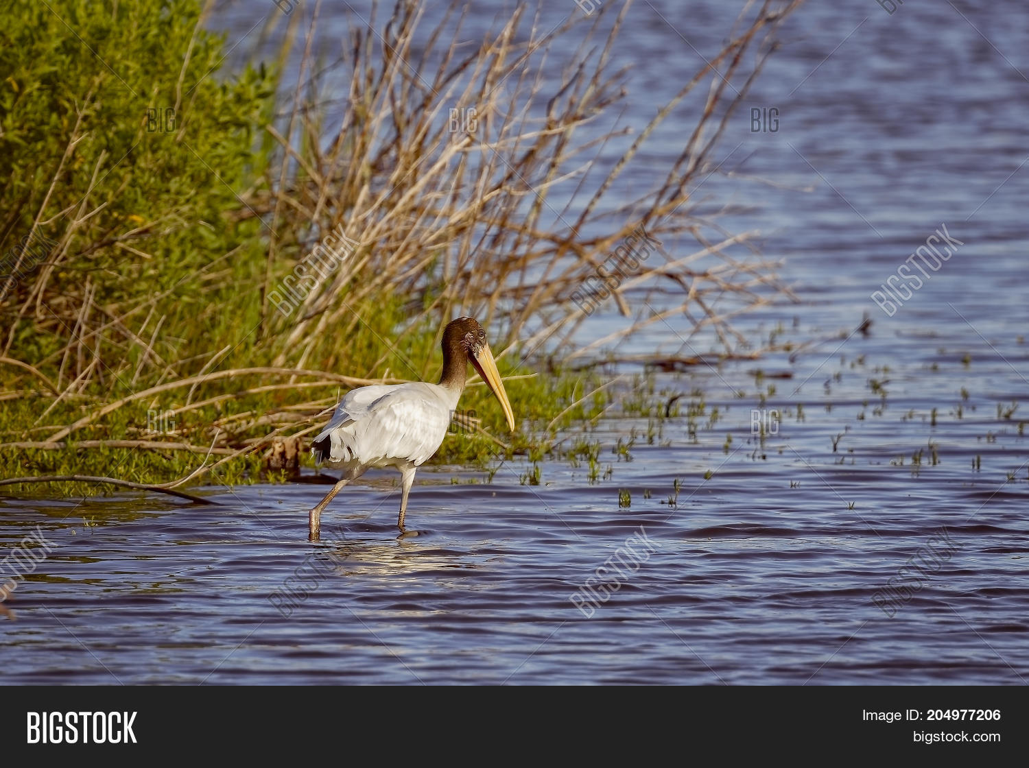 Wood Stork Hunting On Image & Photo (Free Trial) | Bigstock