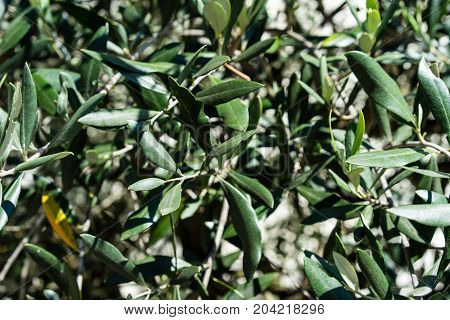 Olea Europaea Olive Image & Photo (Free Trial) | Bigstock