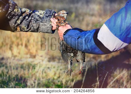 Bird Killed By Image & Photo (Free Trial) | Bigstock