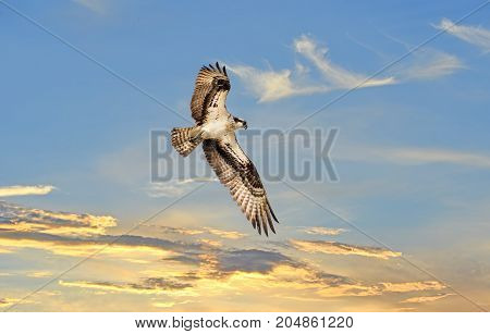 Osprey Soaring Sky Image & Photo (Free Trial) | Bigstock