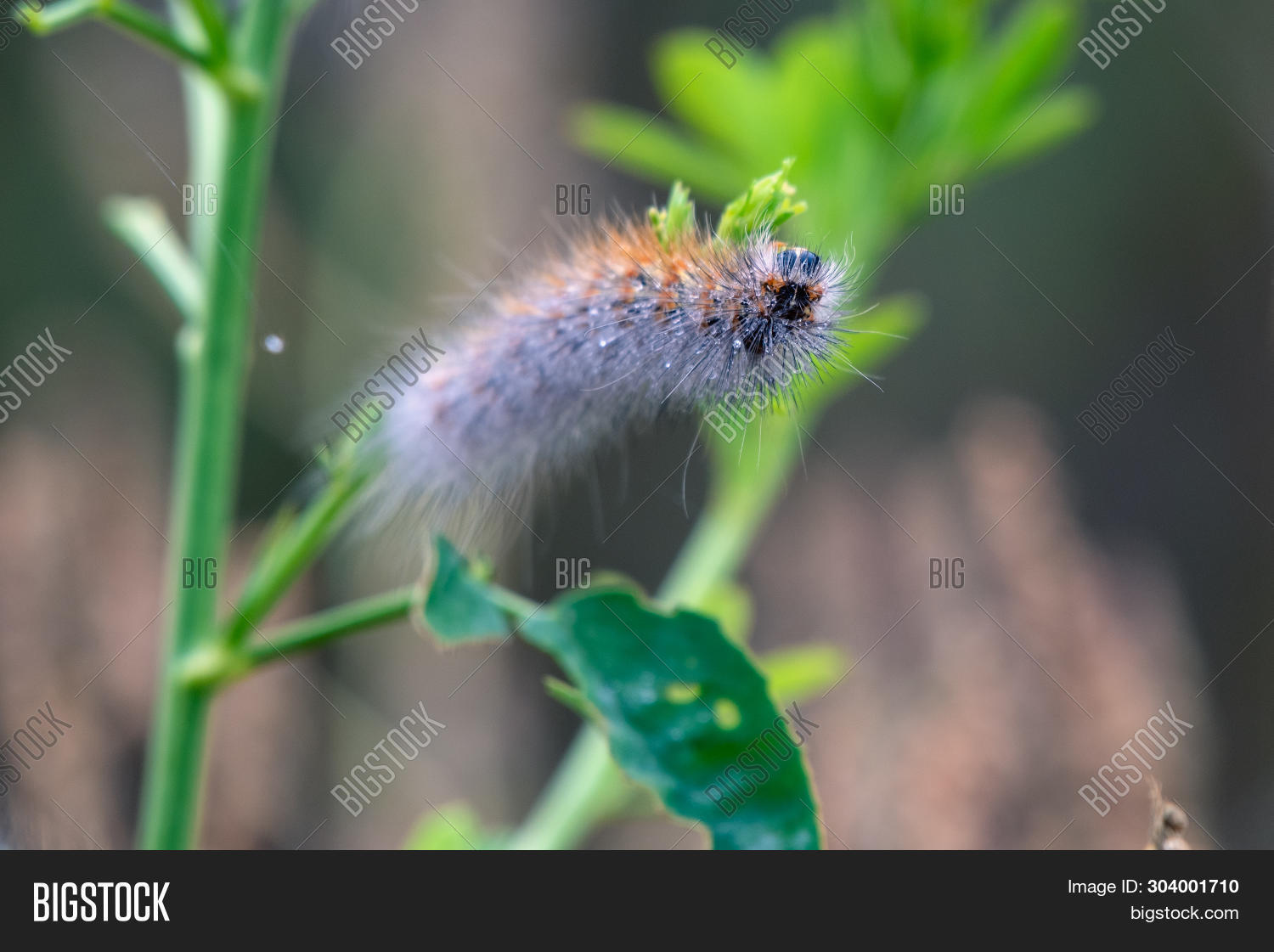 Female Fox Moth Image & Photo (Free Trial) | Bigstock