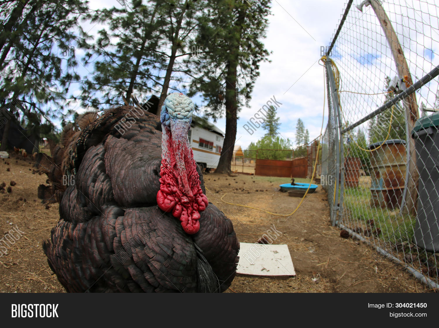 Farm Raised Turkey. Image & Photo (Free Trial) | Bigstock