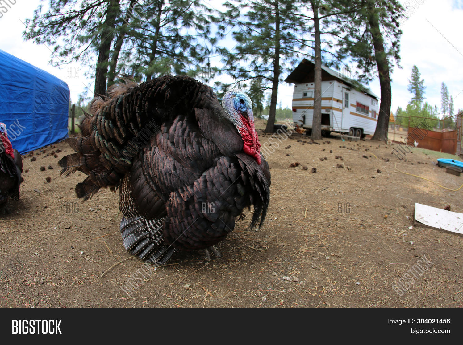 Farm Raised Turkey. Image & Photo (Free Trial) | Bigstock