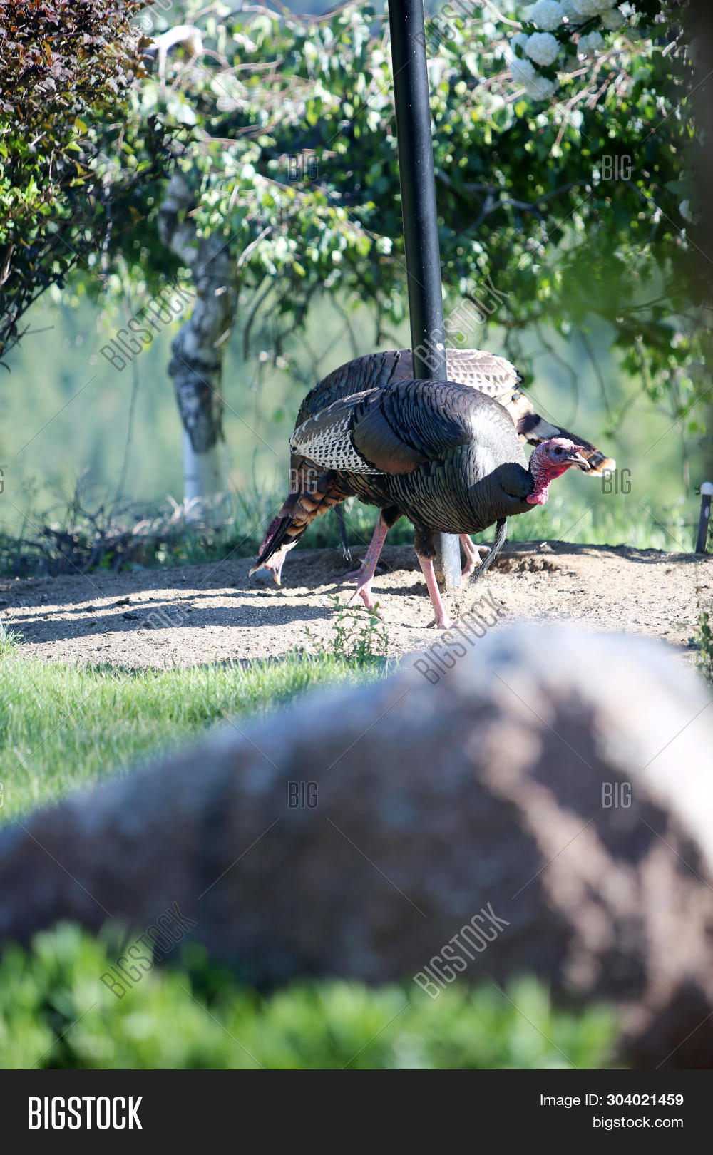 Wild Turkey. Wild Image & Photo (Free Trial) | Bigstock