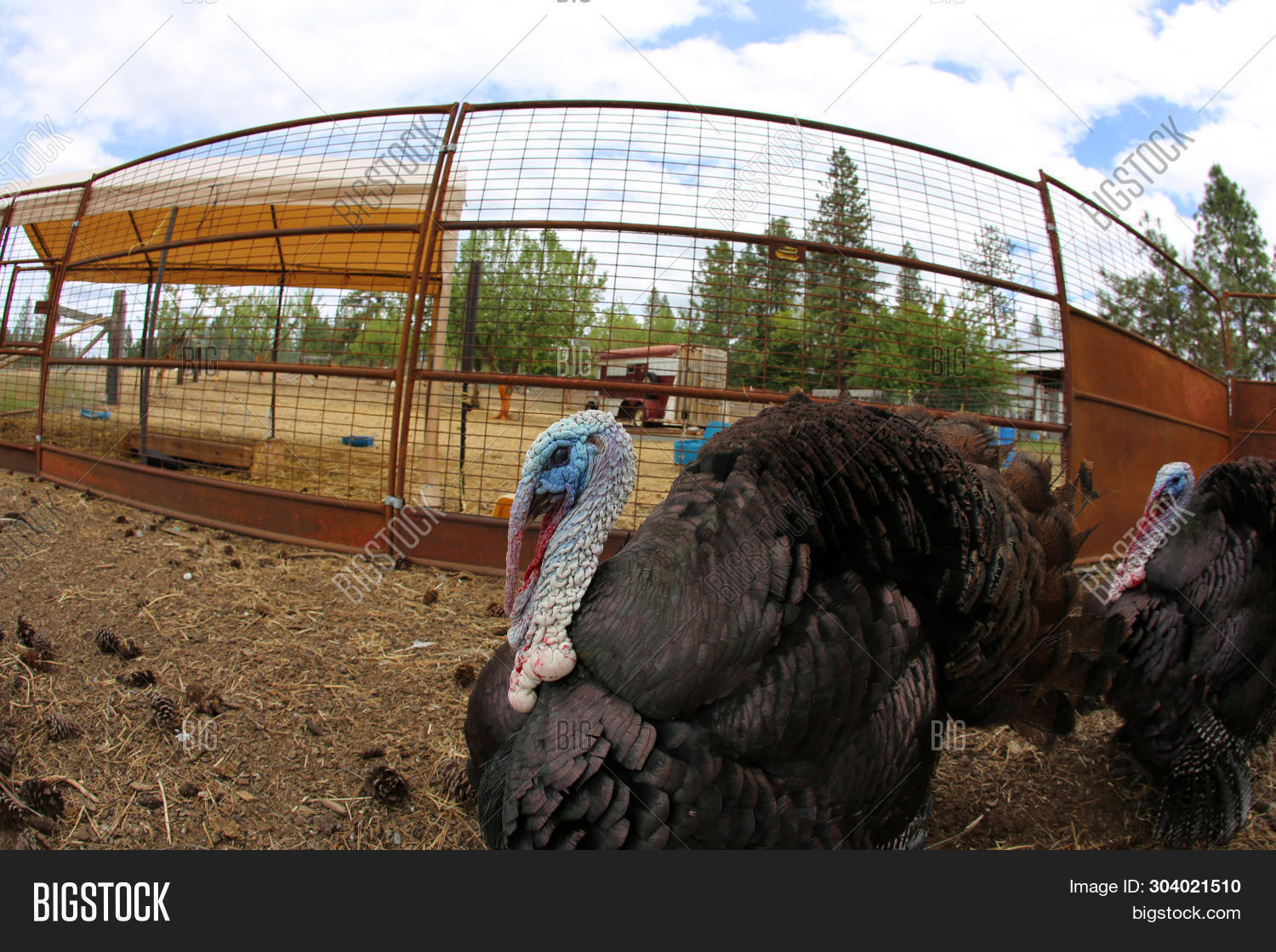Farm Raised Turkey. Image & Photo (Free Trial) | Bigstock