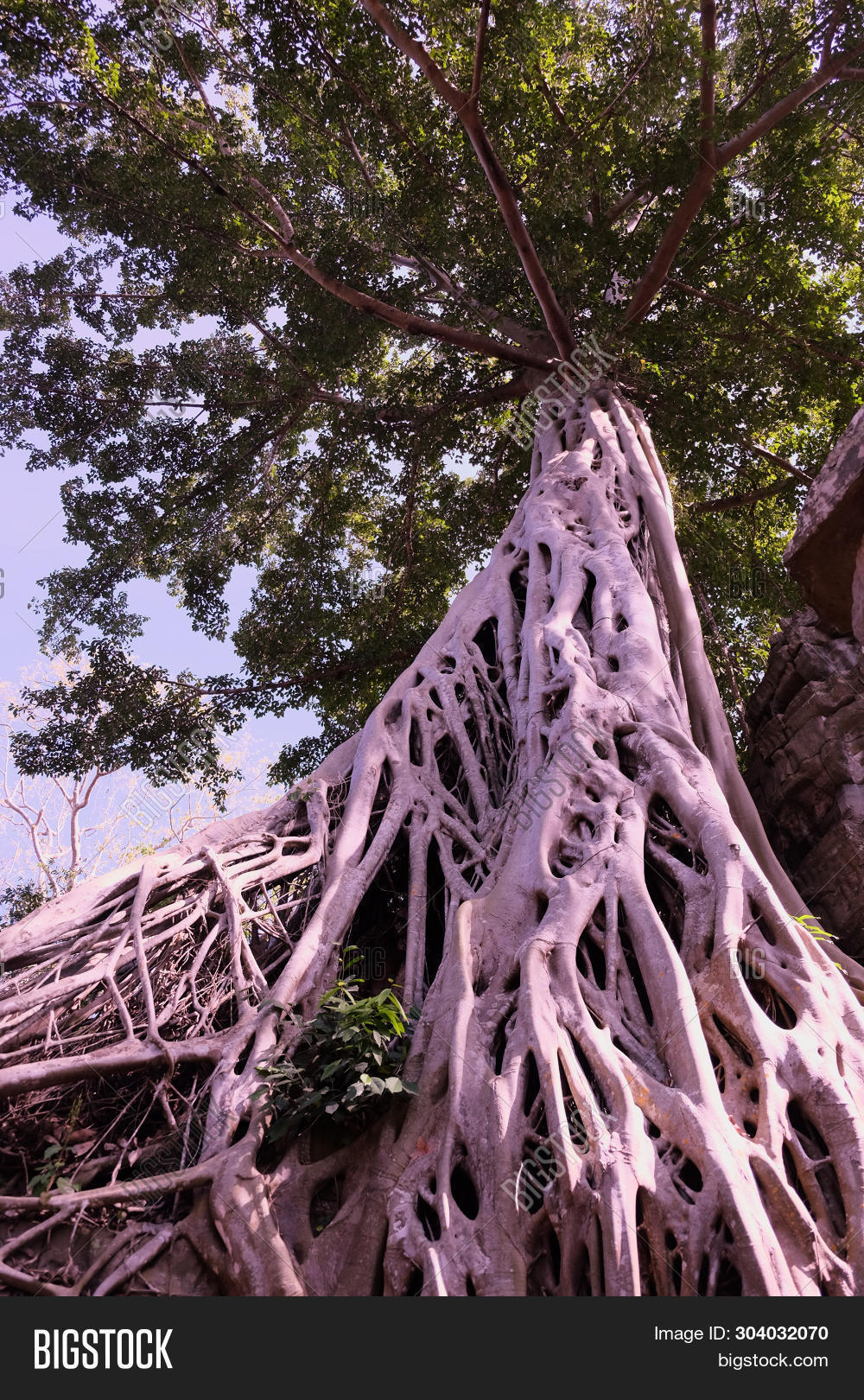 Huge White Roots Image & Photo (Free Trial) | Bigstock