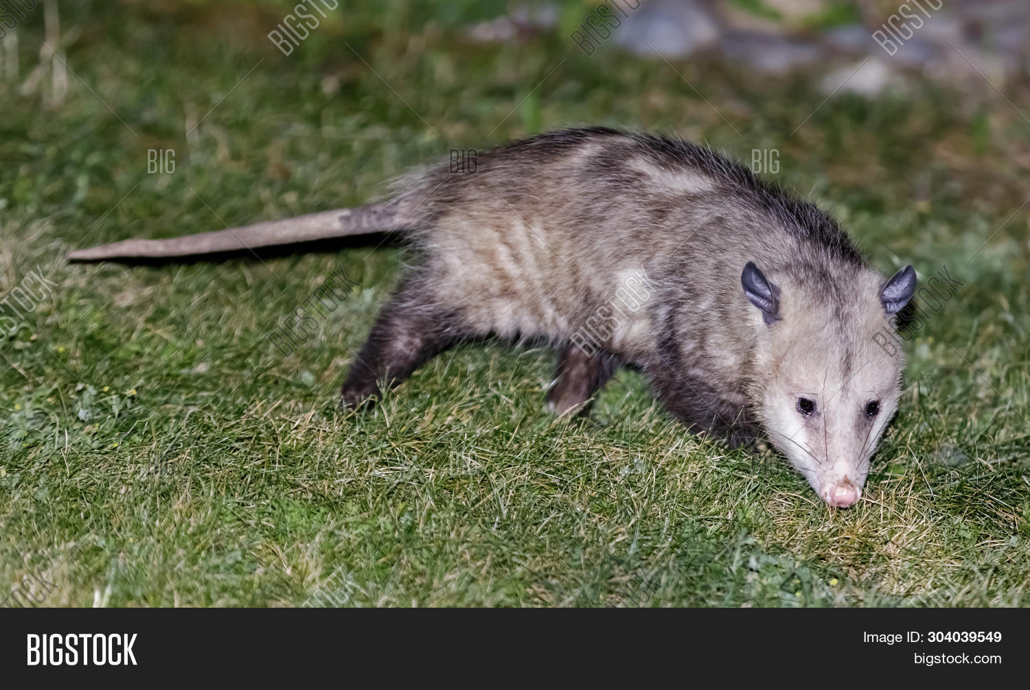 North American Opossum Image & Photo (Free Trial) | Bigstock