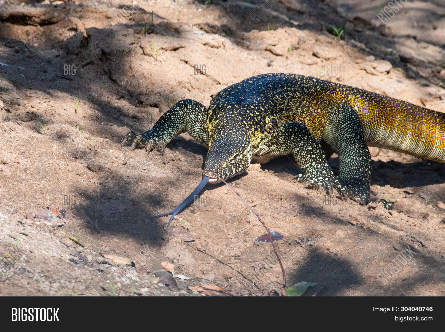Male Nile Monitor Image & Photo (Free Trial) | Bigstock