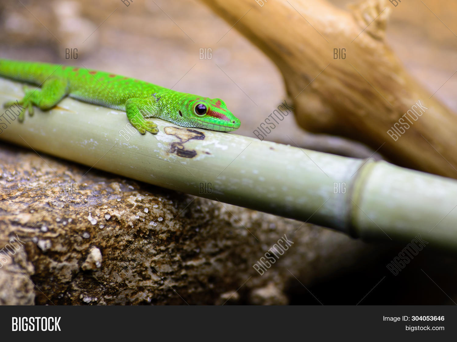 Green Madagascar Gecko Image & Photo (Free Trial) | Bigstock