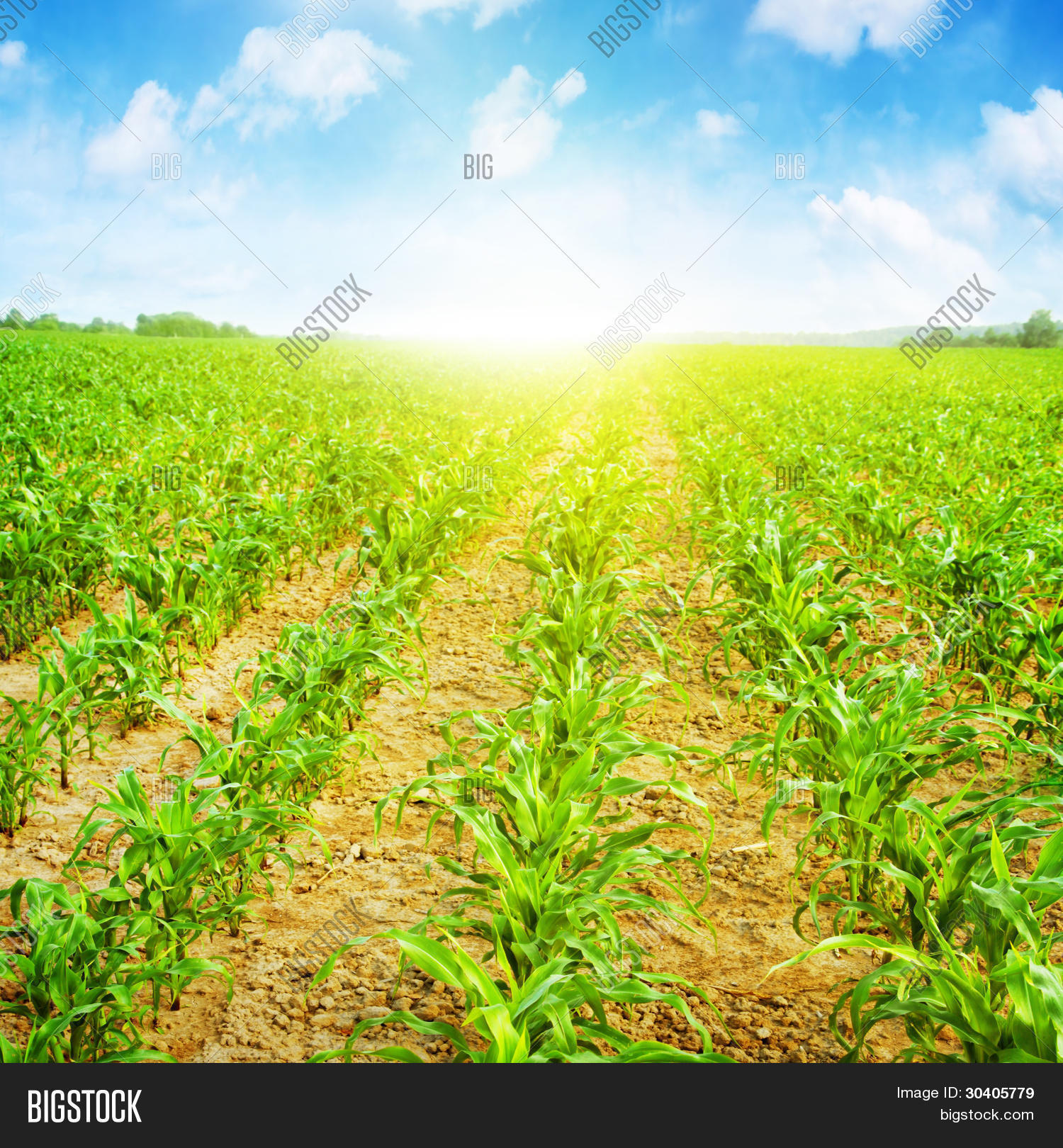 Young Corn Field,blue Image & Photo (Free Trial) | Bigstock