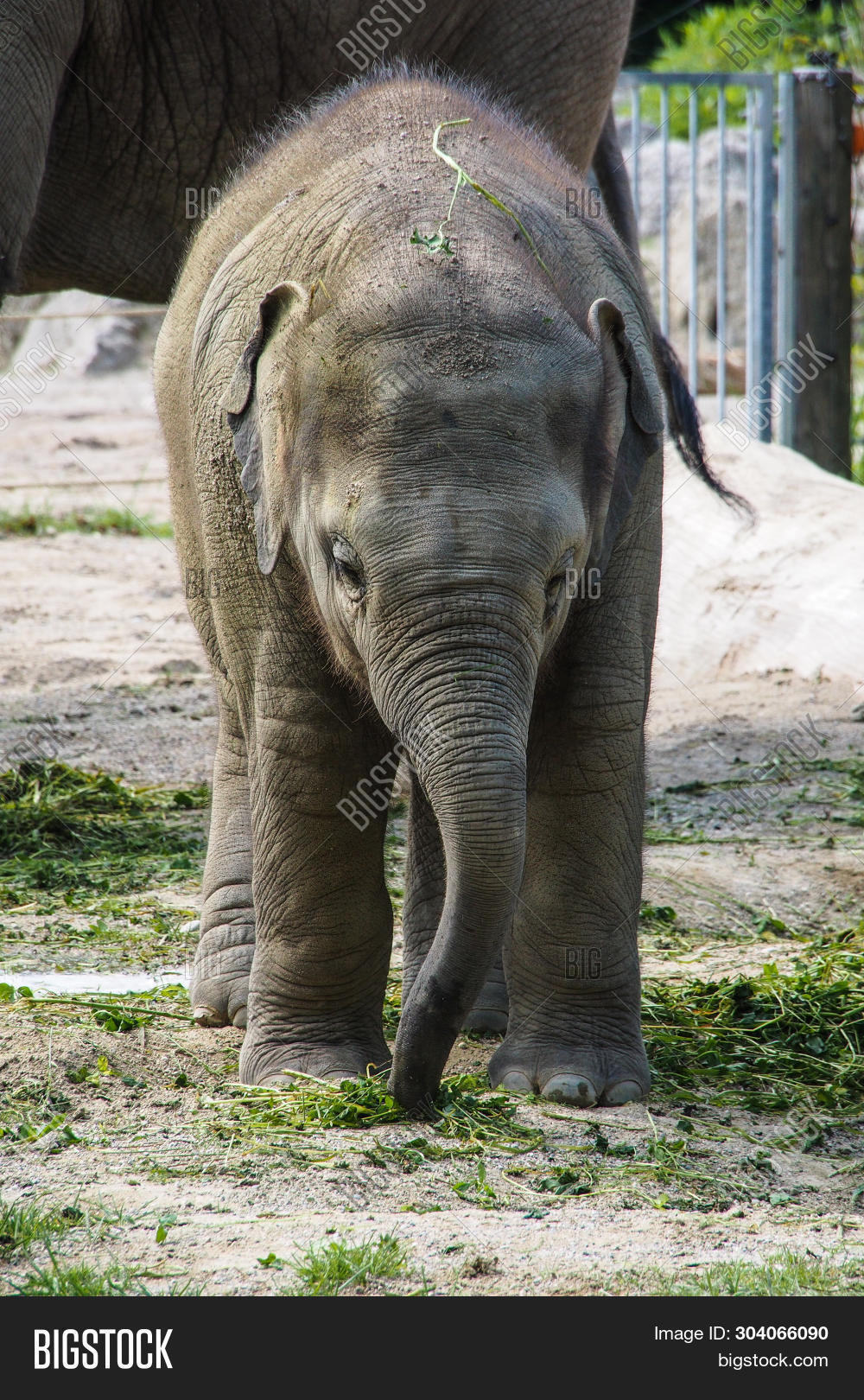 Asian Elephant, Image & Photo (Free Trial) | Bigstock