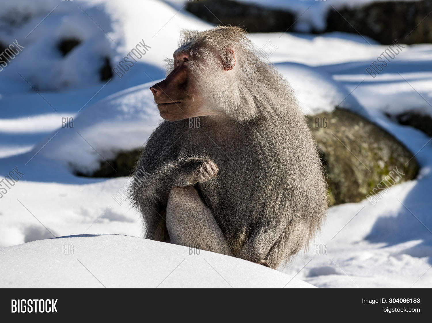 Hamadryas Baboon, Image & Photo (Free Trial) | Bigstock