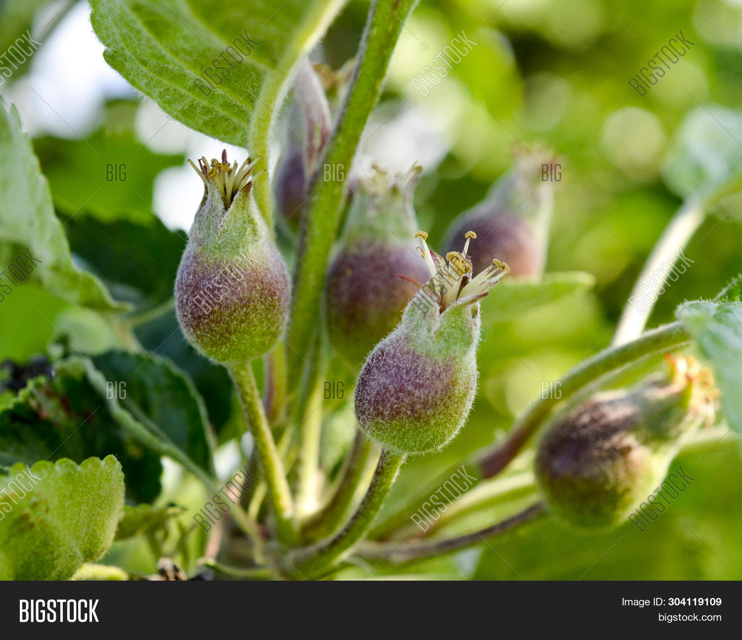 Ovary Fruit Apple. Image & Photo (Free Trial) | Bigstock