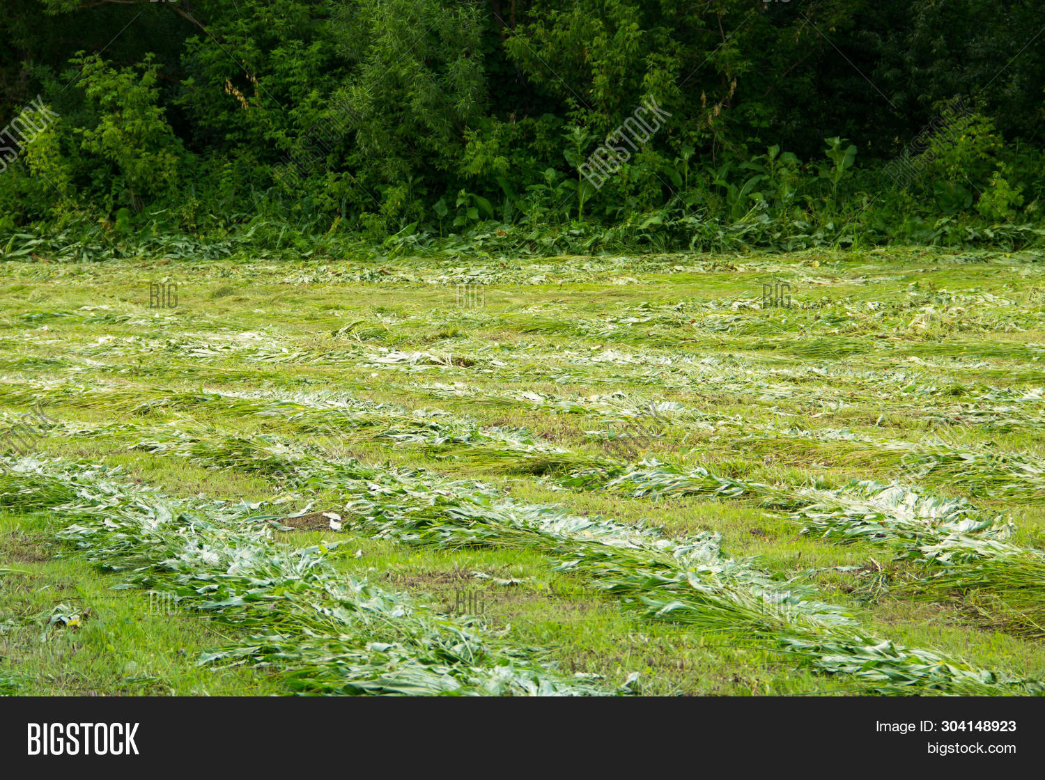Freshly Mowed Meadow Image & Photo (Free Trial) | Bigstock