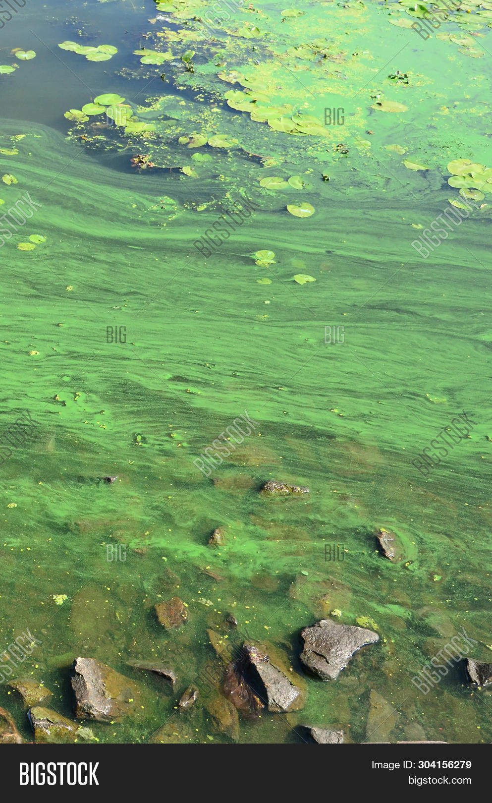 Surface Old Swamp Image & Photo (Free Trial) | Bigstock