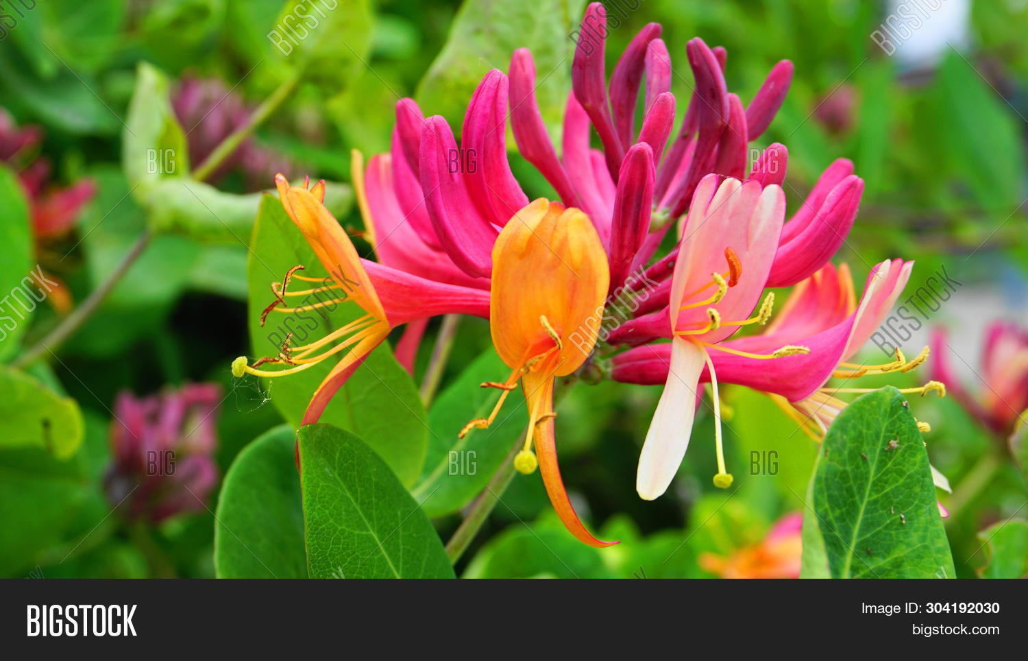 Close Honeysuckle Image & Photo (Free Trial) | Bigstock