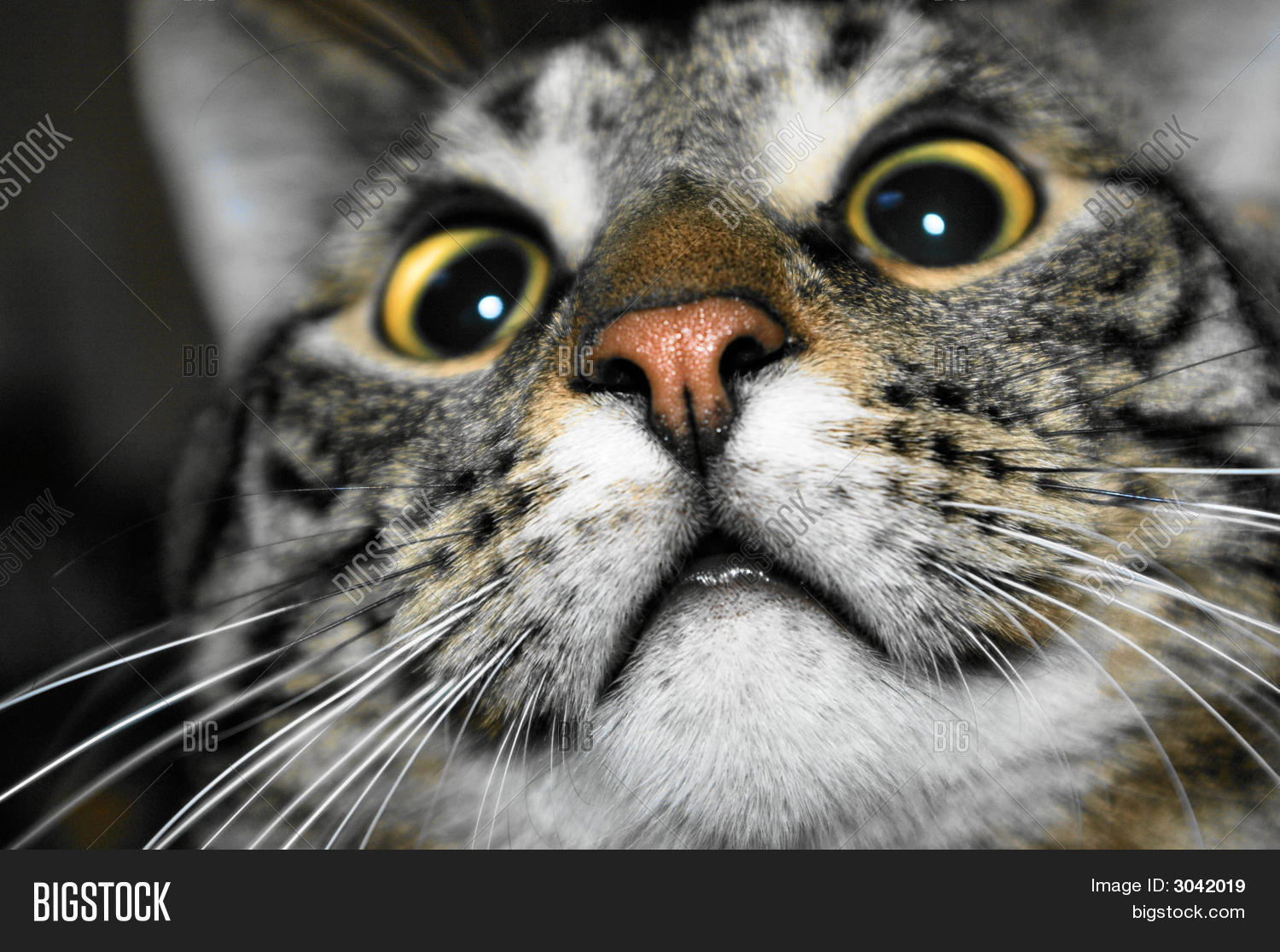 Cat Looking Photo Image & Photo (Free Trial) | Bigstock