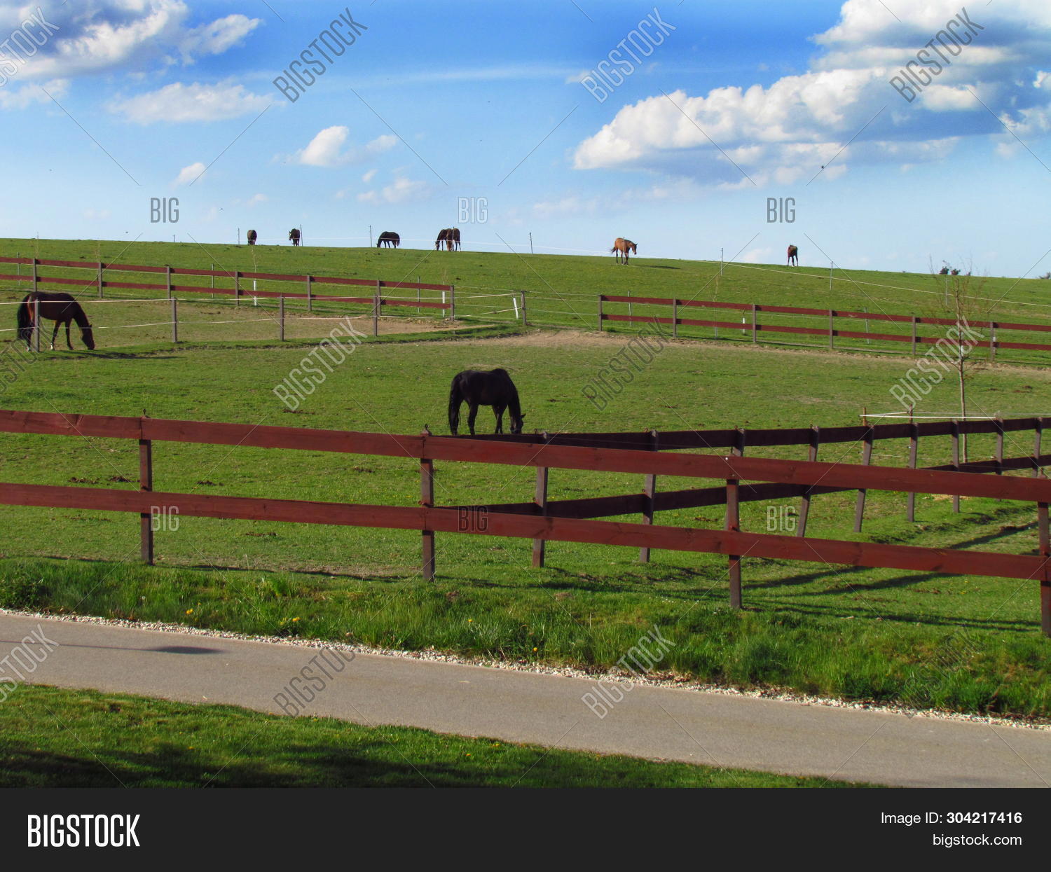 Large Pasture Horses, Image & Photo (Free Trial) | Bigstock