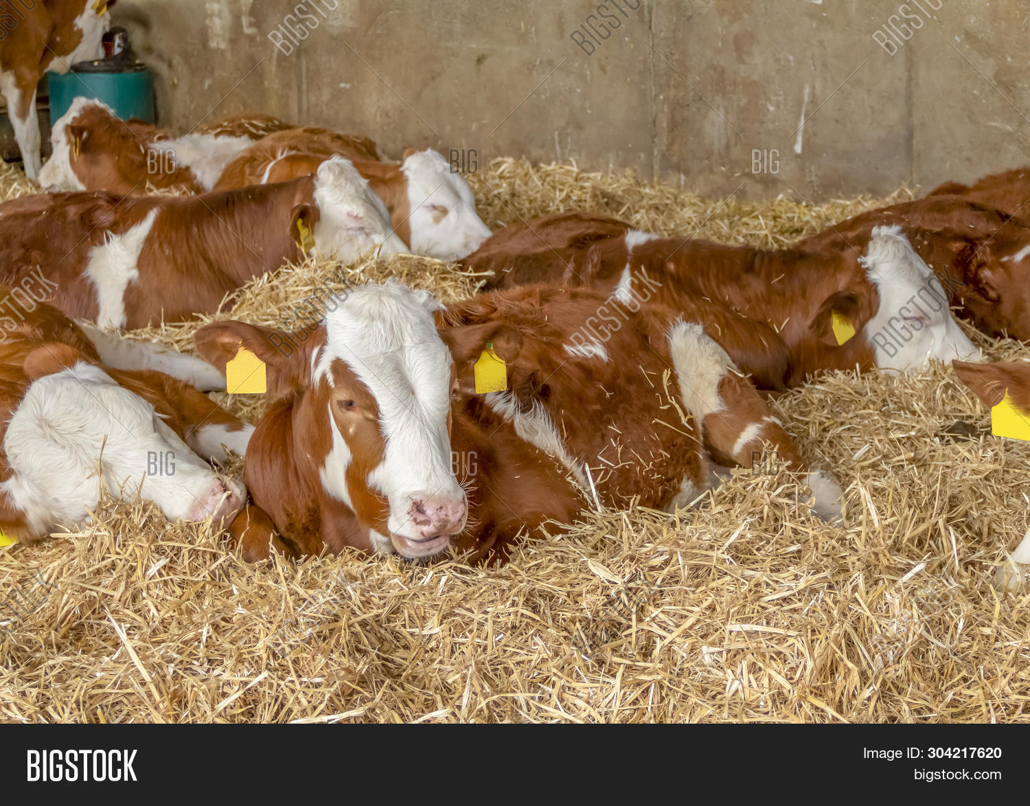 Some Cattle Resting Image & Photo (Free Trial) | Bigstock
