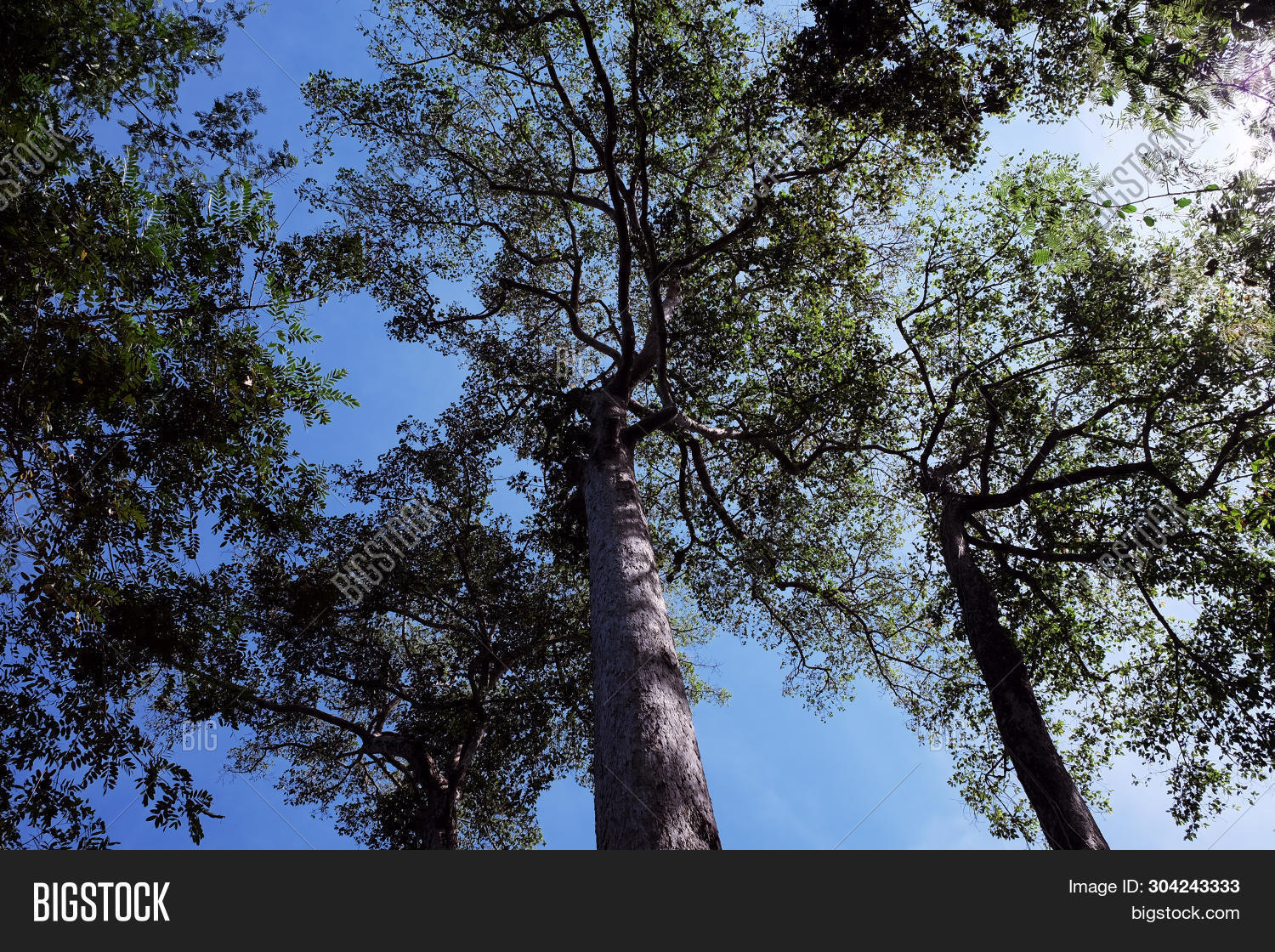 Crowns Tall Trees Image & Photo (Free Trial) | Bigstock