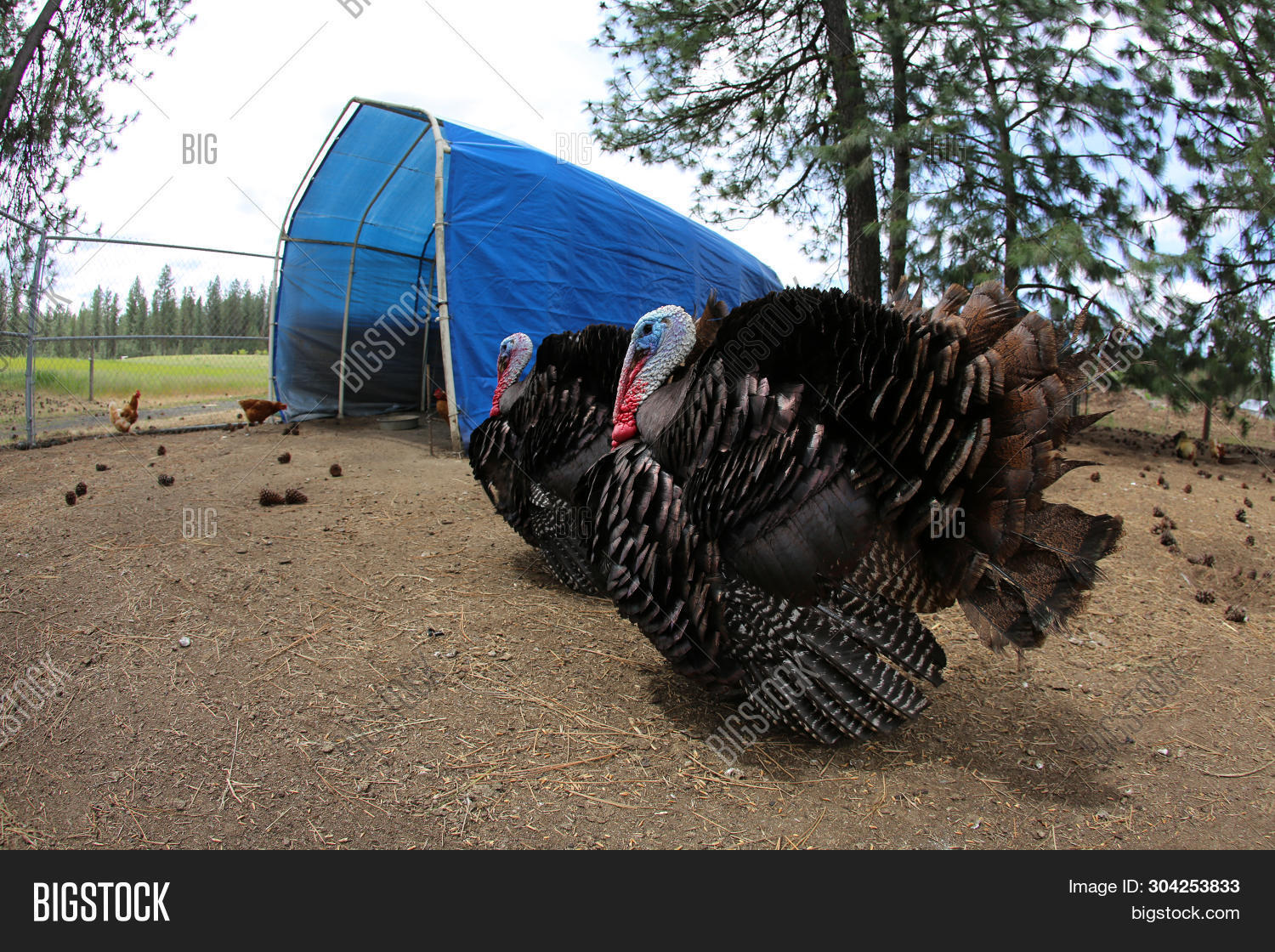 Farm Raised Turkey. Image & Photo (Free Trial) | Bigstock