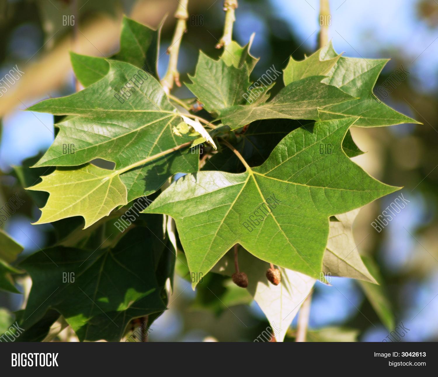 Sycamore Leaves Image & Photo (Free Trial) | Bigstock