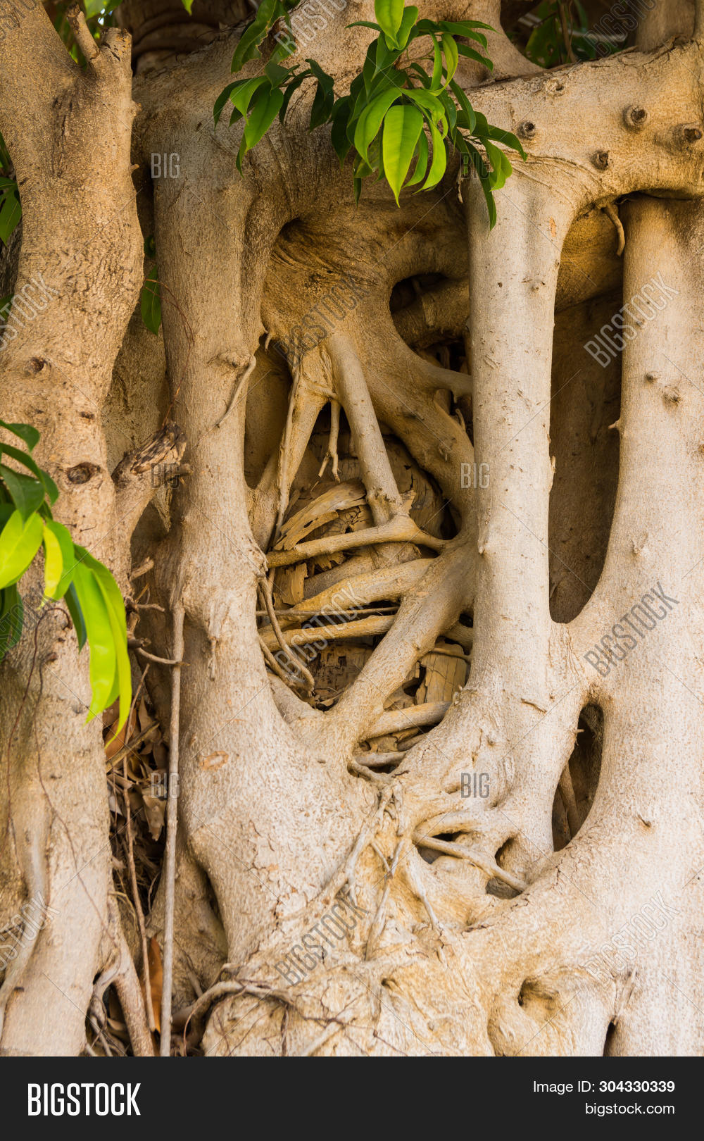 Ficus Tree Stems That Image & Photo (Free Trial) | Bigstock
