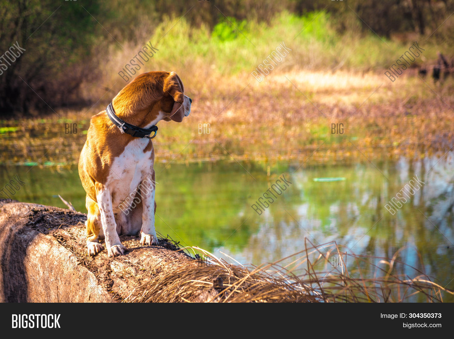 Portrait Looking Back Image & Photo (Free Trial) | Bigstock