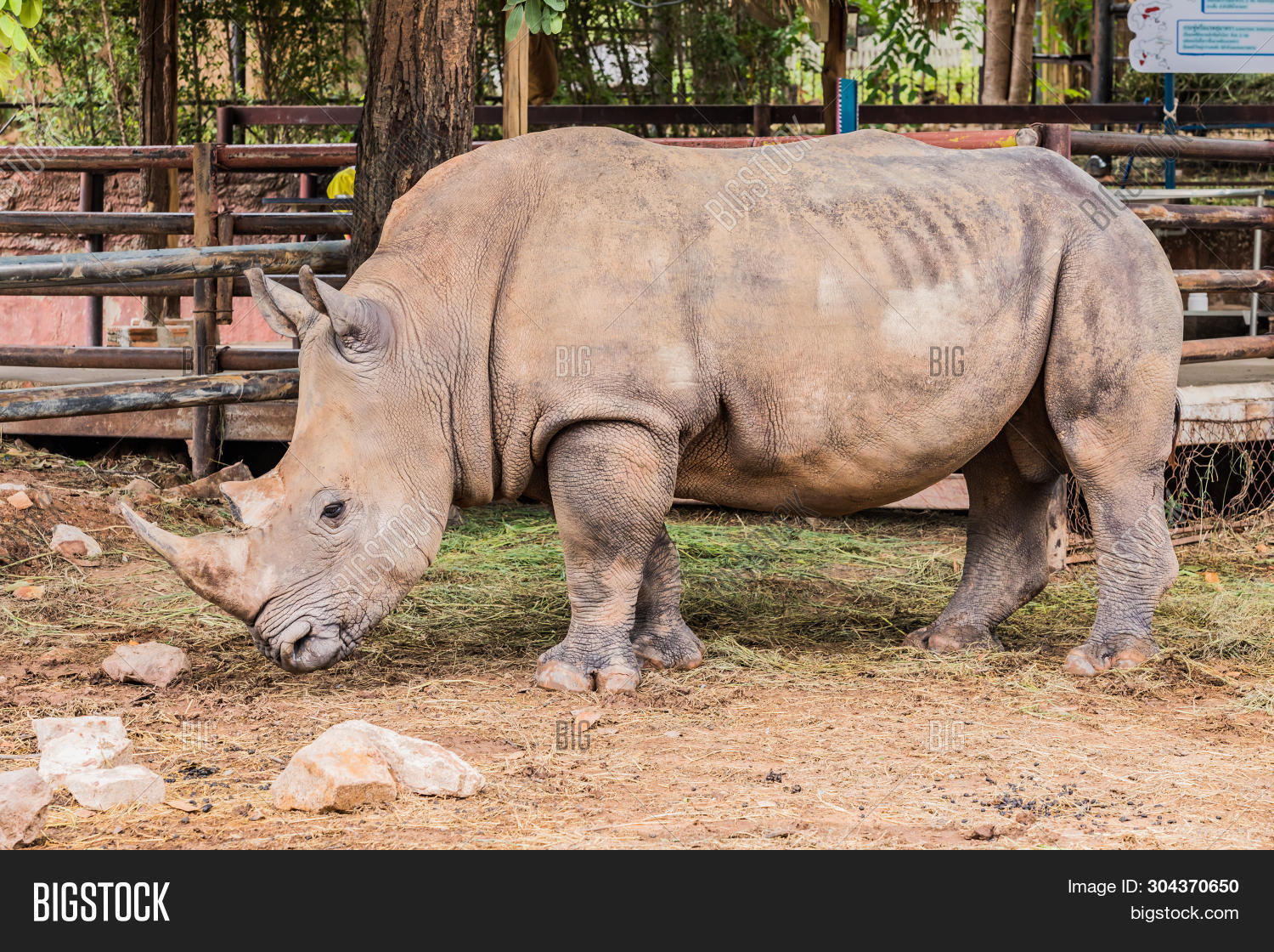Big Rhino Zoo Side Image & Photo (Free Trial) | Bigstock