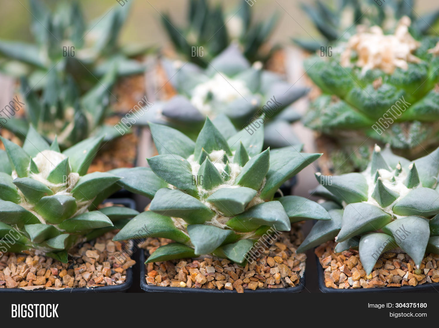 Ariocarpus Cactus Image & Photo (Free Trial) | Bigstock