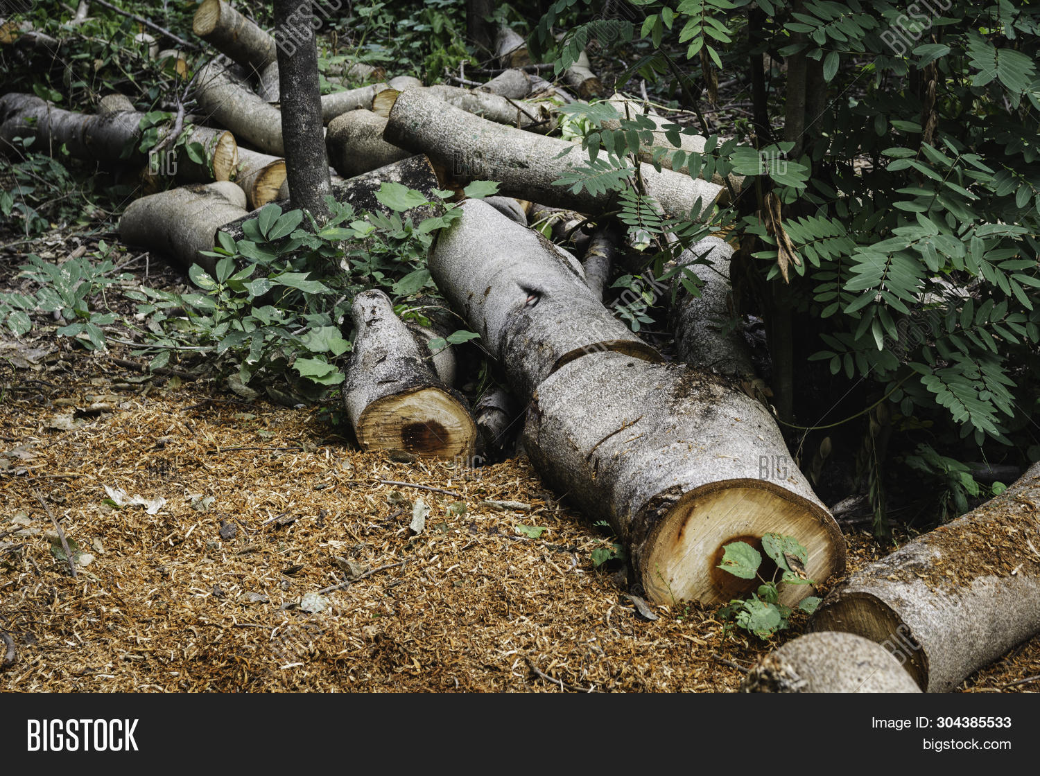 Dead Tree Stump On Image & Photo (Free Trial) | Bigstock