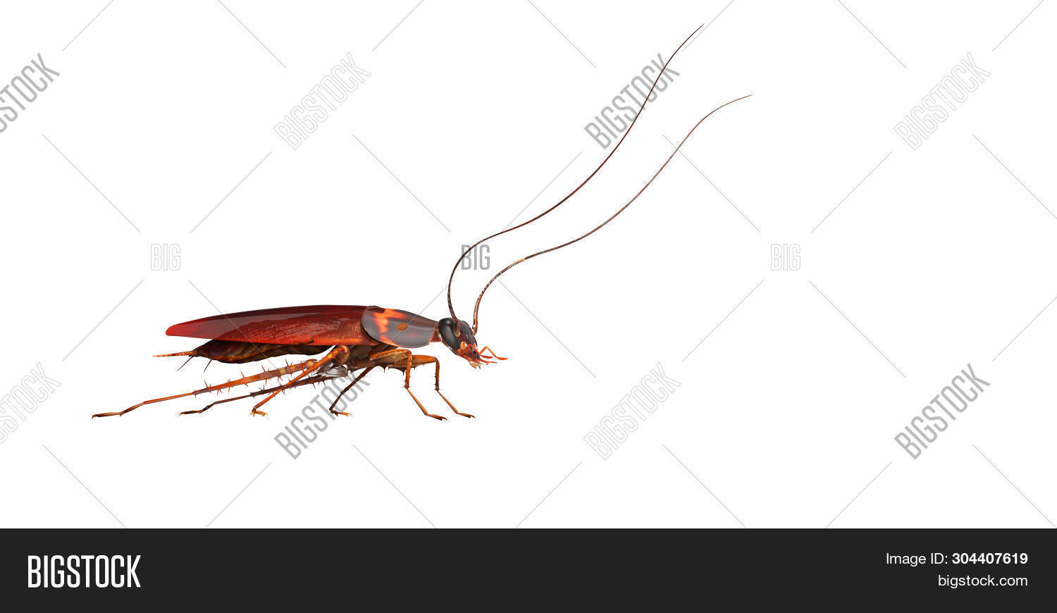 Cockroach Crawling Image & Photo (Free Trial) | Bigstock