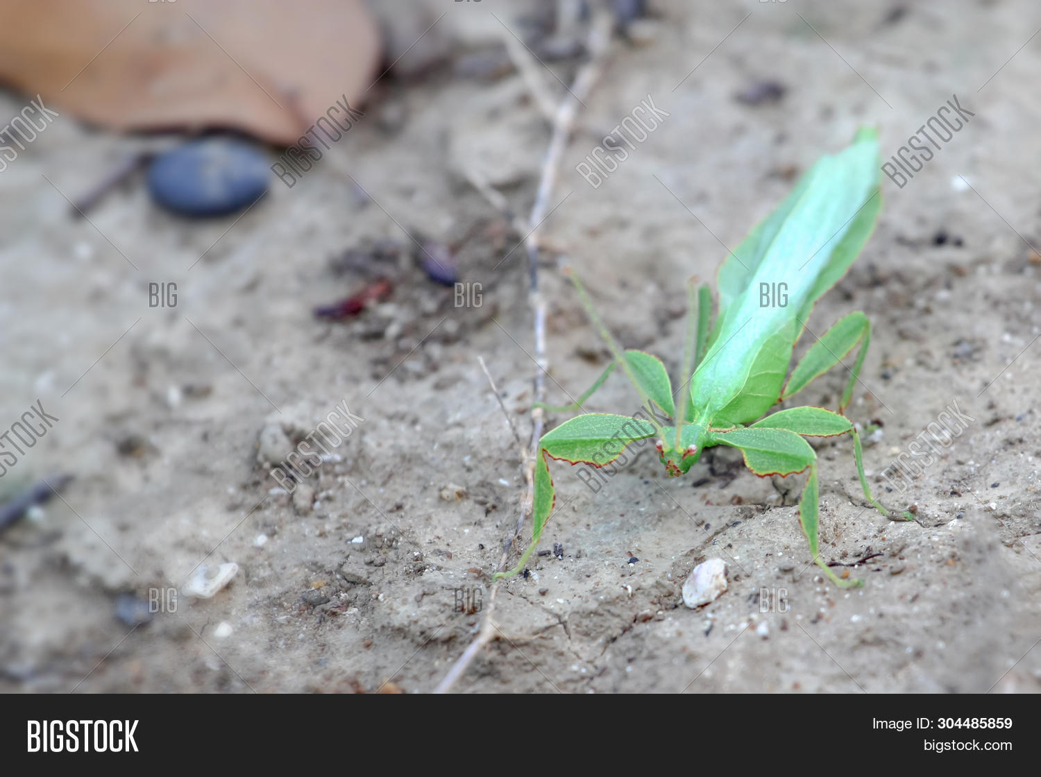 Green Leaf Insect On Image & Photo (Free Trial) | Bigstock