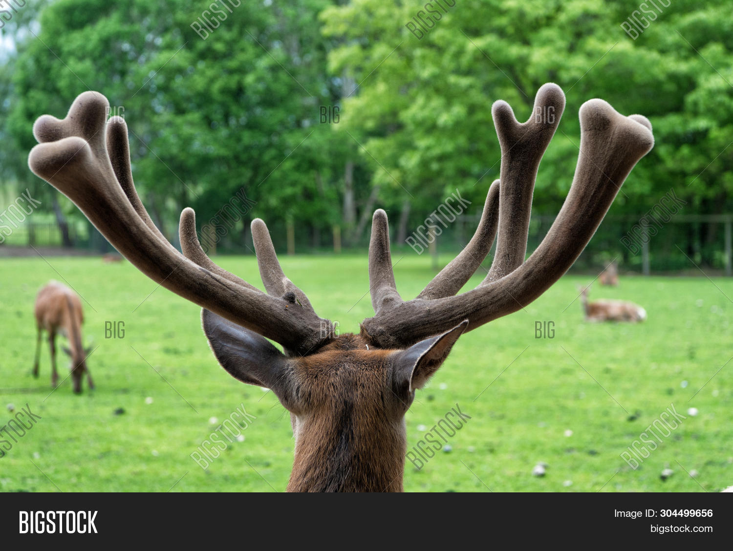 Gorgeous Deer Close . Image & Photo (Free Trial) | Bigstock